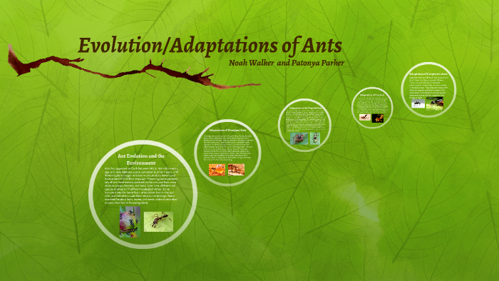 Adaptations of Ants by Patonya Parker on Prezi