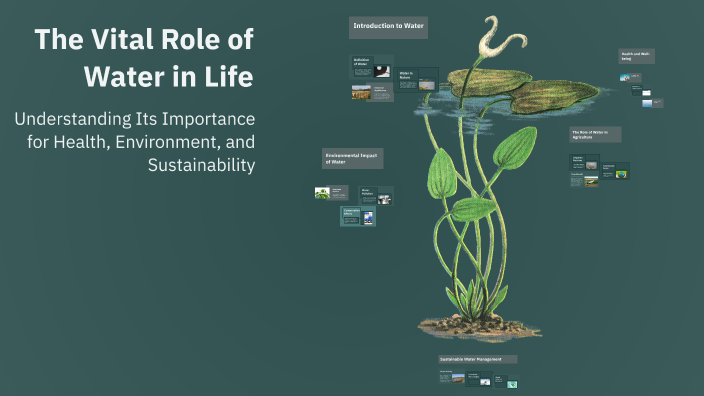The Vital Role of Water in Life by Lâm Đặng on Prezi