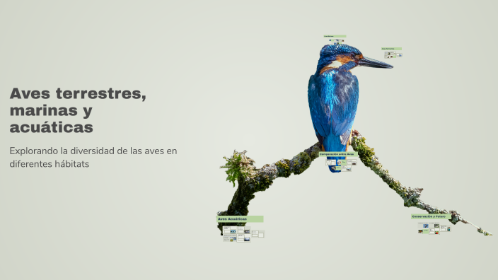 Aves terrestres, marinas y acuáticas by Sandra Alamilla on Prezi