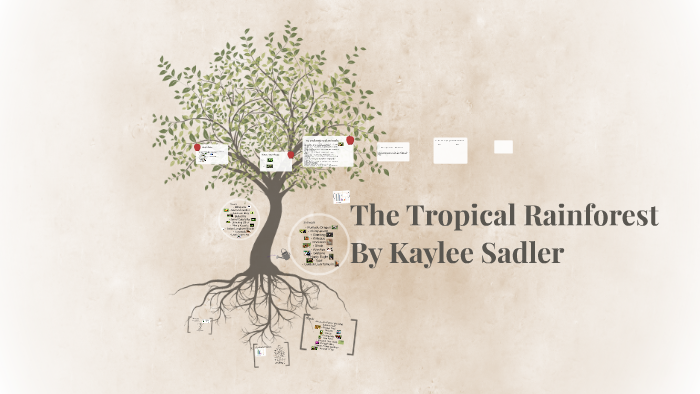 The Tropical Rainforest by kaylee sadler on Prezi