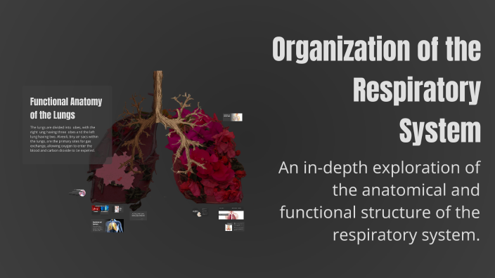 Organization of the Respiratory System by Khanan Khan on Prezi