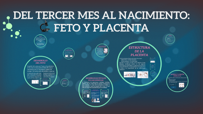DEL TERCER MES AL NACIMIENTO: FETO Y PLACENTA by Efren Monterd on Prezi
