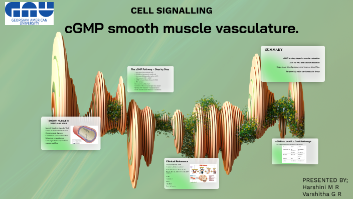 cGMP smooth muscle vasculature. by Harshini M R on Prezi