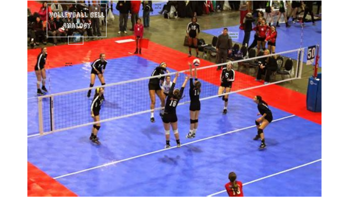 volleyball cell analogy by Jaquelin Miranda on Prezi