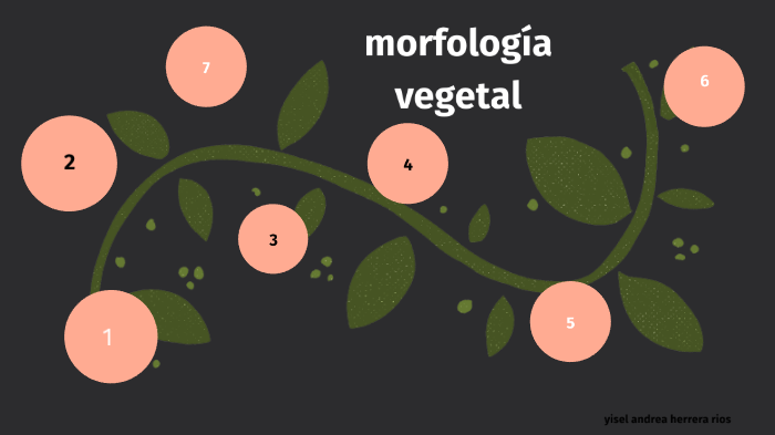 morfología vegetal by Yisel Herrera on Prezi