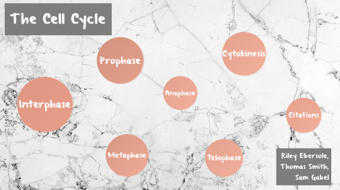 Cell Cycle- Oreo Cookies by Riley Ebersole on Prezi