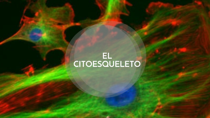 El Citoesqueleto - Biología molecular by Milagros Valentina Quevedo on ...