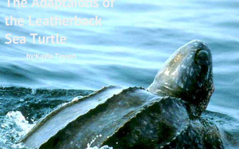 Leatherback Sea Turtles Adaptation Presentation by yeah right on Prezi