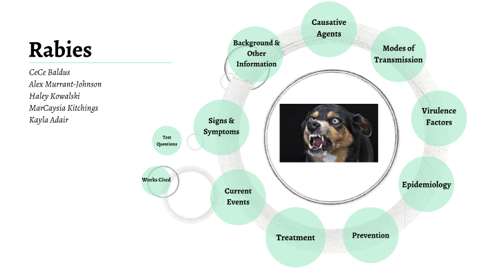 Rabies Project by Caroline Baldus on Prezi