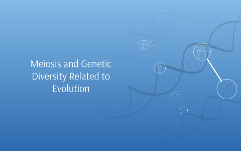 Meiosis and Genetic Diversity Related to Evolution by Rachel Atkinson ...