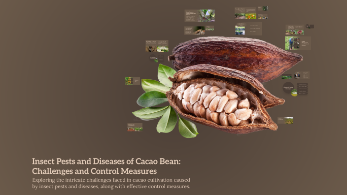Insect Pests and Diseases of Cacao Bean: Challenges and Control ...