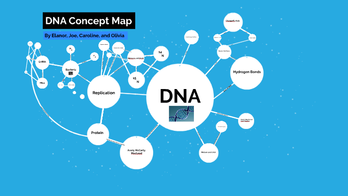 DNA Concept Map by Elanor F. on Prezi