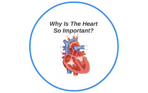 Why Is The Heart So Important? by Maura Hickey on Prezi