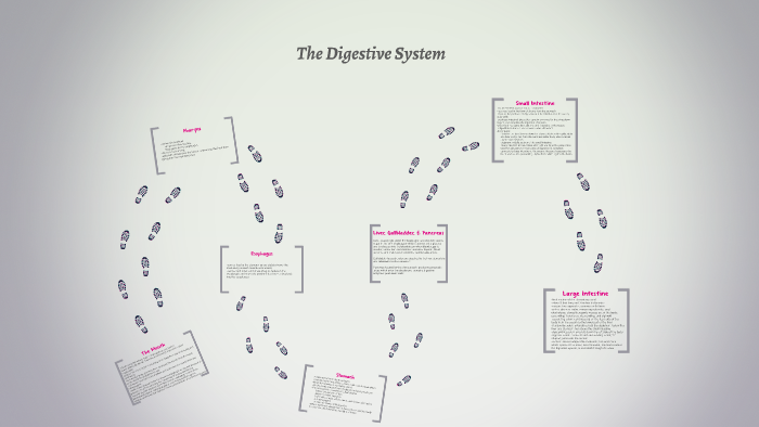 The Digestive System by Mary Loeb on Prezi