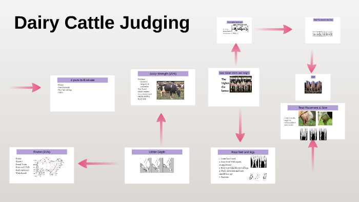 Dairy Cattle Judging by McKenzie Grigg on Prezi