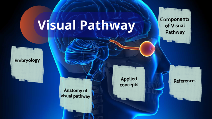 Visual Pathway by JANAKIRAMAN P on Prezi