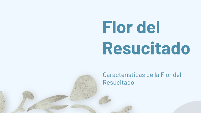 Flor del Resucitado by KarinaFR on Prezi