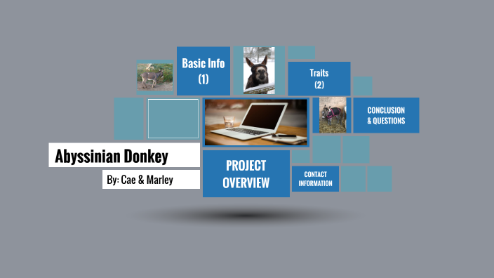 Abyssinian Donkey by Marley Studstill on Prezi