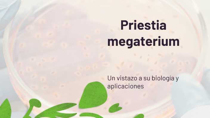Bacterias: Priestia megaterium by Labma Microbiología on Prezi