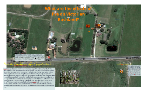 What are the effects of fire on Victorian Bushland? by Emily Johnston ...