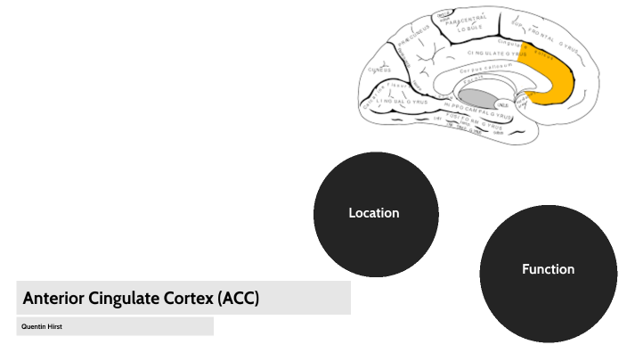 Anterior Cingulate Cortex by Quentin Hirst on Prezi