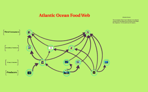 Atlantic Ocean Food Web by Travis Sheedy