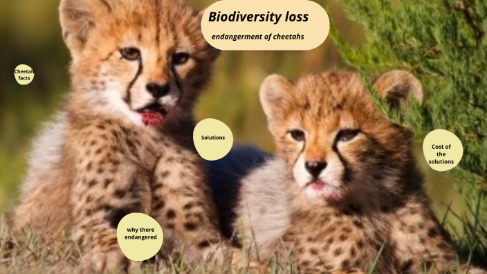 Biodiversity loss endangerment of cheetahs by JEWELL WALLIN on Prezi