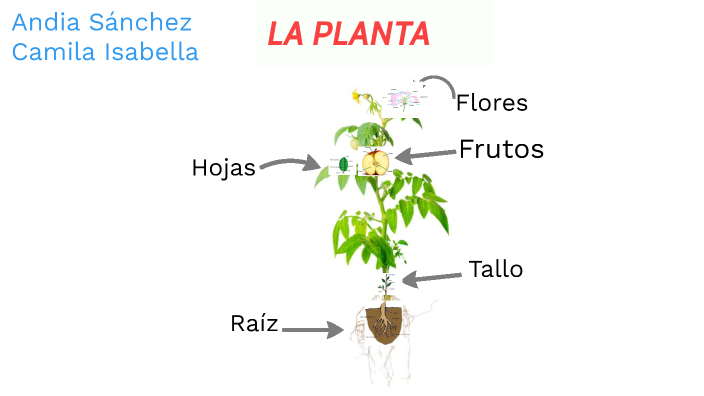 partes de la planta by Camila Andia on Prezi
