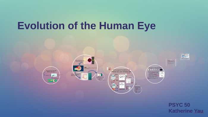 Evolution of the Human Eye by kat yau on Prezi
