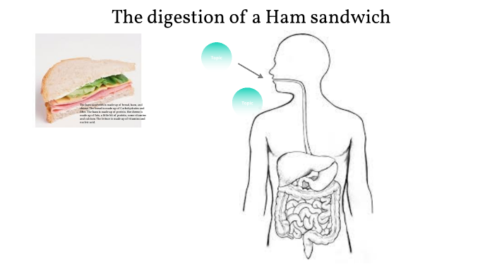 The Digestion of a Ham Sandwich by Krysta McDonald on Prezi