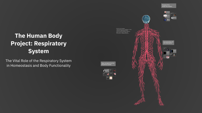 The Human Body Project: Respiratory System by Ryan Ball on Prezi