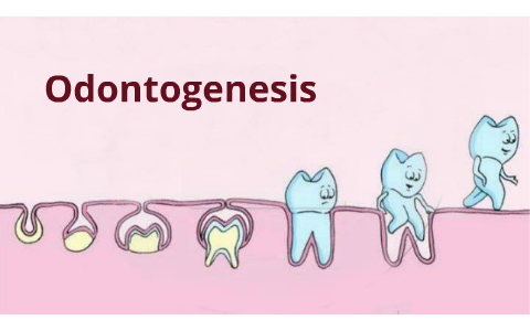 odontogenesis by nehal solaiman on Prezi