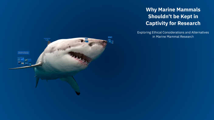 Why Marine Mammals Shouldn't be Kept in Captivity for Research by JBRY ...