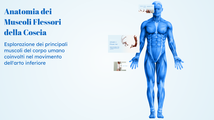 Anatomia dei Muscoli Flessori della Coscia by on Prezi