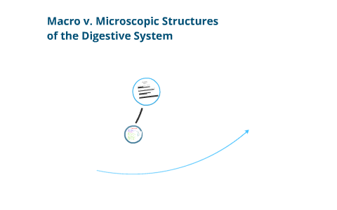 Micro vs Macroscopic Structures of the Digestive System- alimentary ...