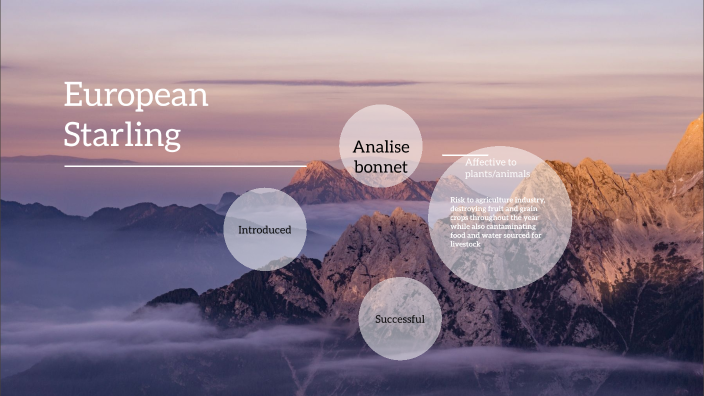 European Starling Invasion Project by Michelle Holland on Prezi