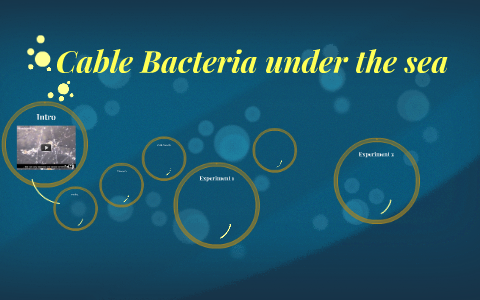 Cable Bacteria under the sea by Wen-Hai Chen on Prezi