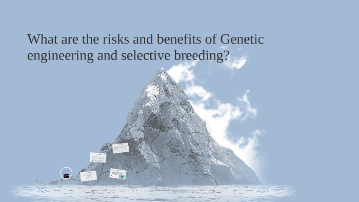 what are the risks and benefits of genetic engineering and selective ...