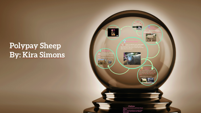 Polypay Sheep by Kira S on Prezi