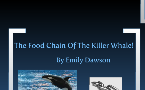 The Food Chain Of The Killer Whale! by Emily Dawson on Prezi