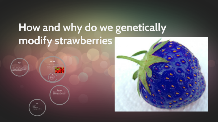 How and why do they geneticlly modify strawberries by Ryan Driscoll on ...