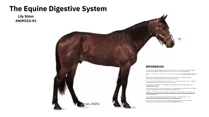 The Equine Digestive System by Lily Shinn on Prezi