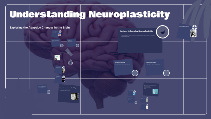 Understanding Neuroplasticity by Anargha sanal on Prezi Understanding Neuroplasticity by Anargha sanal on Prezi