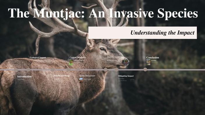 The Muntjac: Invasive Species by Fama Sock on Prezi