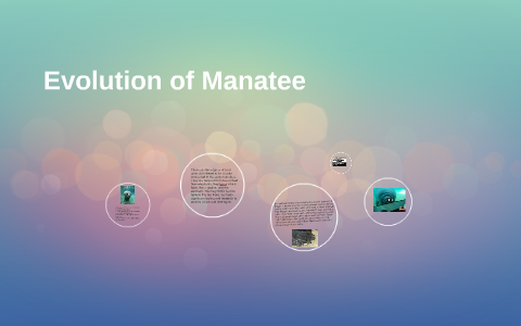 Evolution of Manatee by on Prezi