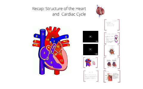BTEC L3 Anatomy for Sport - Function of the Cardiovascular System by ...