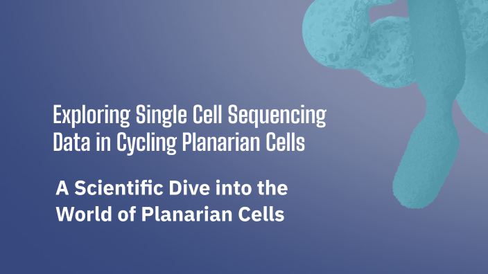 Exploring Single Cell Sequencing of Cycling Planarian Cells by Hana Flores on Prezi