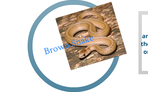 Classification of brown snake by Angus Leech on Prezi