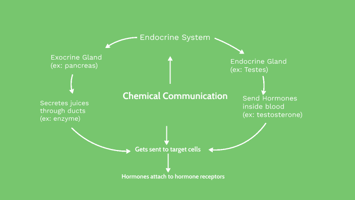 Chemical Communication by Narine Janjanian on Prezi