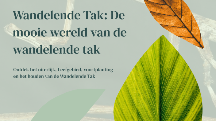 Wandelende Tak: De Fascinerende Wereld van Stick Insects by judith ...